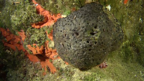 Greek Bathing Sponge Spongia Officinalis On Stock Footage Video (100% ...