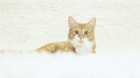 un joven gato mirando curiosamente desde: foto de stock (editar ahora ...
