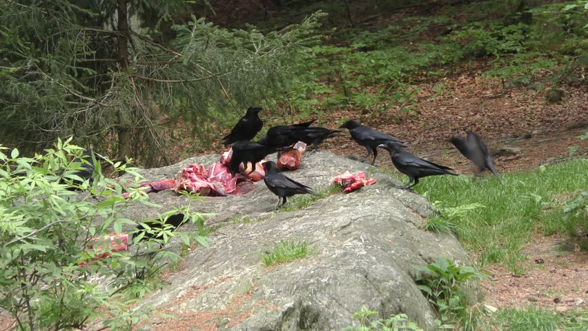 Ravens Scavenging a Deer Carcass Stock Footage Video (100% Royalty-free ...