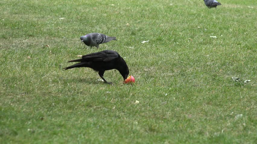 4k crow eating apple fruit food Stock Footage Video (100% Royalty-free ...