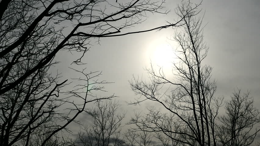 winter image some trees backlit by Stock Footage Video (100% Royalty ...