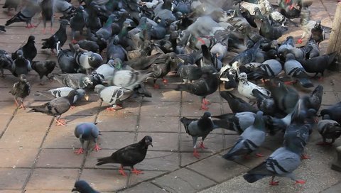 Flock Pigeons Eating Stock Footage Video (100% Royalty-free) 1364395 ...