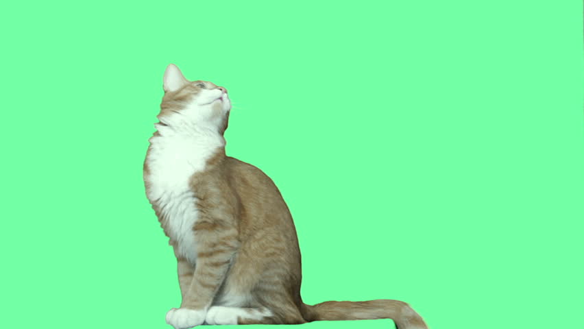 red cat jumping on green screen Stock Footage Video (100% Royalty-free ...