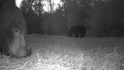Male Female Black Bears Rare Infrared Stock Footage Video (100% Royalty ...
