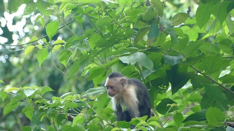 Young Capuchin Monkey Itchy Ear Forest Stock Footage Video (100% ...