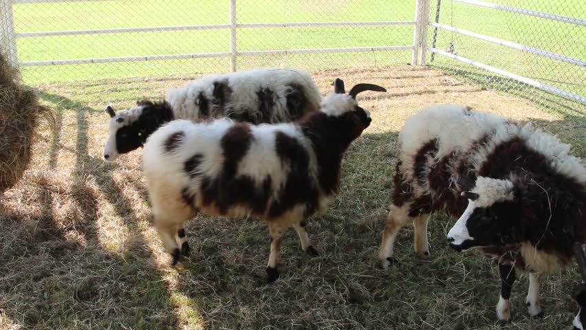 goats scientific name capra aegagrus hircus Stock Footage Video (100% ...