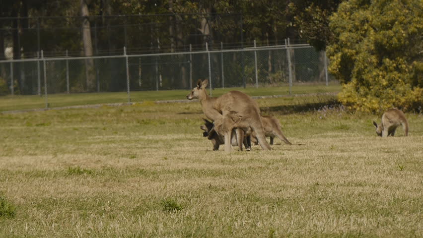 kangaroos mating Stock Footage Video (100% Royalty-free) 13695758 ...
