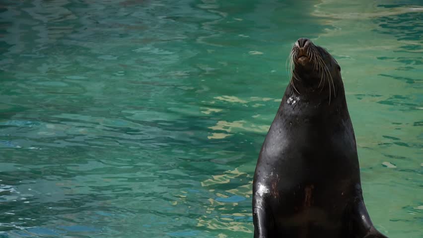Sea Lion Clapping Stock Footage Video (100% Royalty-free) 13704764 ...
