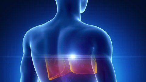 Male Scan Respiratory System Anatomy Blue Stock Footage Video (100% ...