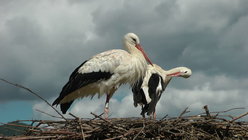 Stork Couple On Their Nest Stock Footage Video (100% Royalty-free ...