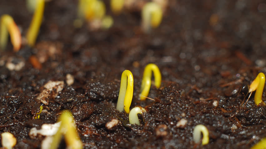 growing plant timelapse hd video Stock Footage Video (100% Royalty-free ...