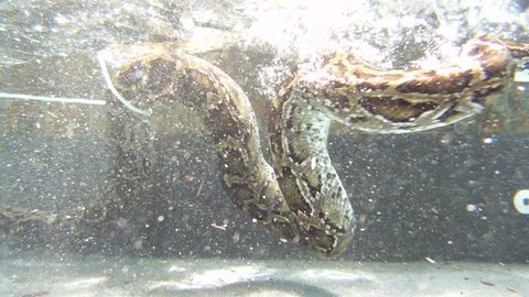 Python Pool Stock Footage Video (100% Royalty-free) 1375048 | Shutterstock