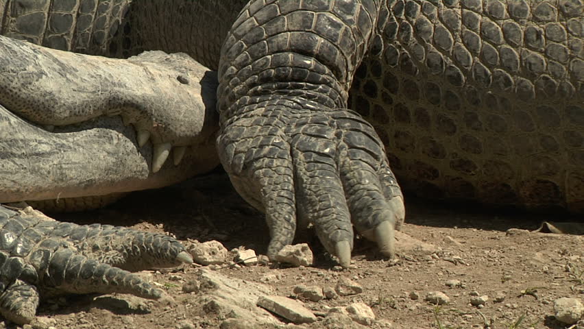 alligator claws Stock Footage Video (100% Royalty-free) 1376446 ...