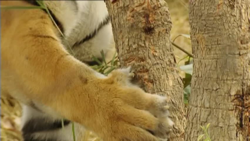 Tiger scratching tree Stock Video Footage - 4K and HD Video Clips ...