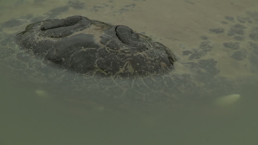 Alligator Nostrils Stock Footage Video (100% Royalty-free) 1378480 ...