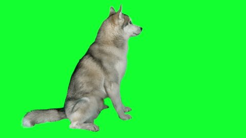 Dog Siberian Husky Green Screen Highly Stock Footage Video (100% ...