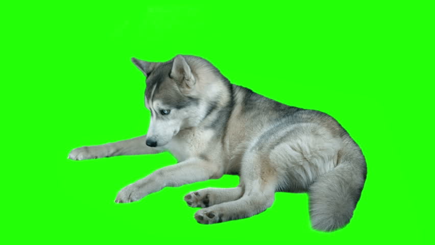 dog siberian husky green screen highly Stock Footage Video (100% ...