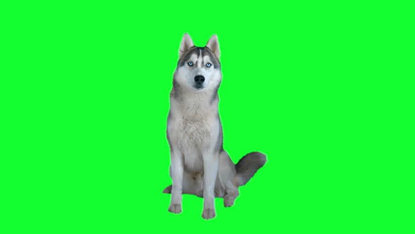 Dog Siberian Husky Green Screen Highly Stock Footage Video (100% ...