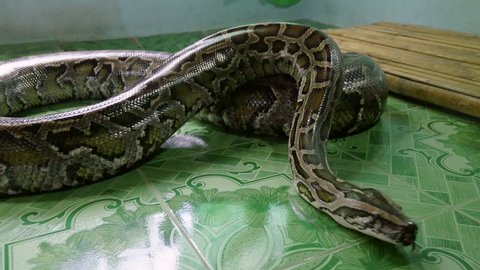 Python Snake Captivity Trying Escape No Stock Footage Video (100% ...