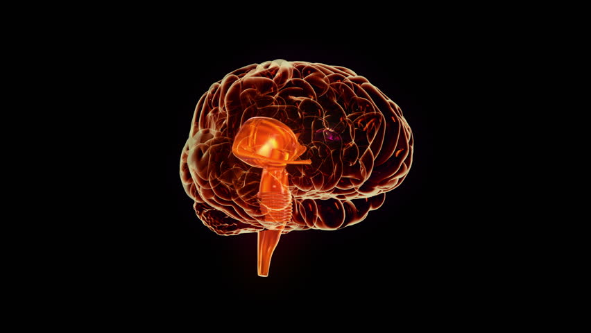 Spinning Human Brain with Regions Stock Footage Video (100% Royalty ...