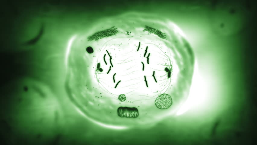 stages mitosis biology background green mother Stock Footage Video (100 ...