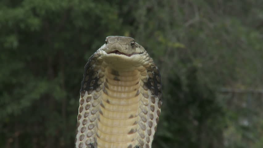 King Cobra Angry Alert Stock Footage Video (100% Royalty-free) 1383355 ...