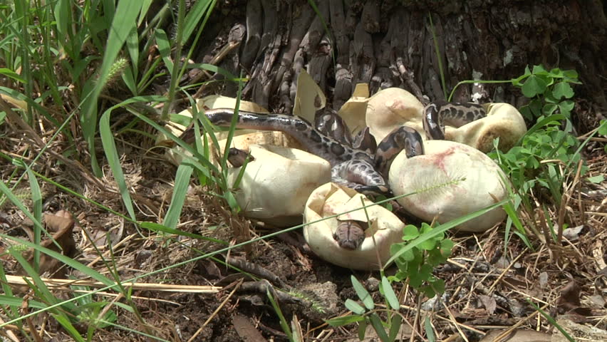 dead python newborns Stock Footage Video (100% Royalty-free) 1384159 ...