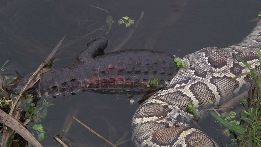 dead python alligator Stock Footage Video (100% Royalty-free) 1384453 ...