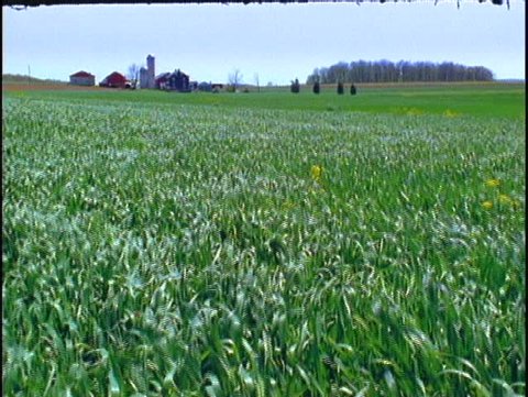 Crops Blow Wind On Farm Stock Footage Video (100% Royalty-free) 1384561 ...