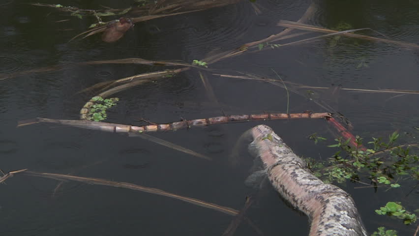 dead python alligator Stock Footage Video (100% Royalty-free) 1384825 ...