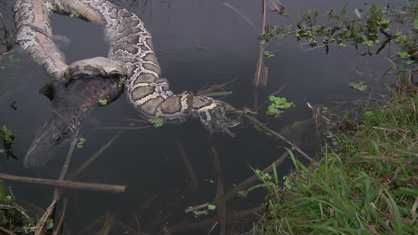 Dead Python and Alligator Stock Footage Video (100% Royalty-free ...
