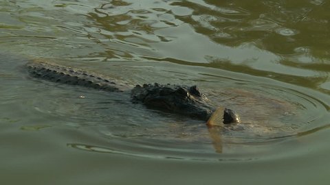 Alligators Eating Fish Stock Footage Video (100% Royalty-free) 1384912 ...