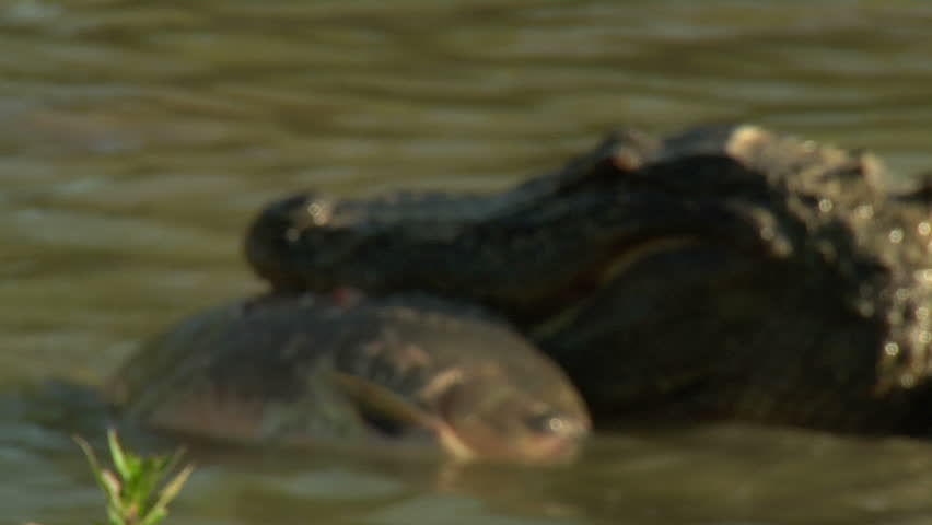 Alligators Eating Fish Stock Footage Video (100% Royalty-free) 1384924 ...