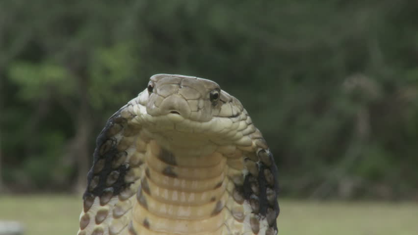 King Cobra Alert Angry 스톡 동영상 비디오(100% 로열티 프리) 1387183 | Shutterstock