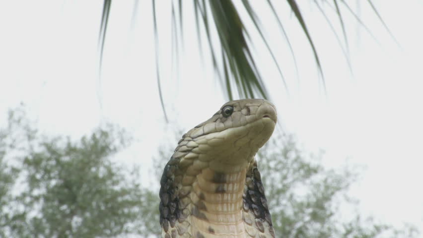 king cobra alert angry Stock Footage Video (100% Royalty-free) 1387198 ...