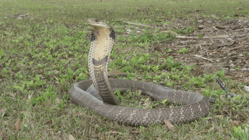king cobra alert angry Stock Footage Video (100% Royalty-free) 1387213 ...