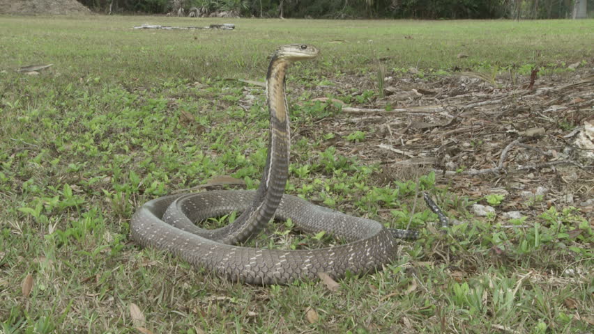 king cobra alert angry Stock Footage Video (100% Royalty-free) 1387222 ...