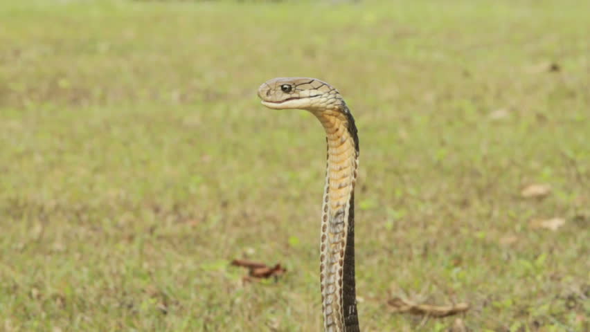 King Cobra Alert Angry Stock Footage Video (100% Royalty-free) 1387237 ...
