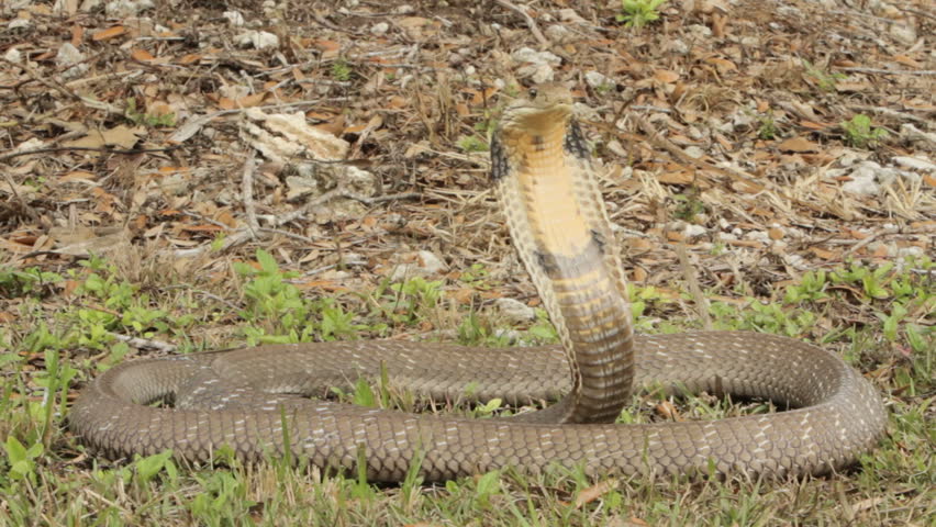 king cobra alert angry Stock Footage Video (100% Royalty-free) 1387267 ...