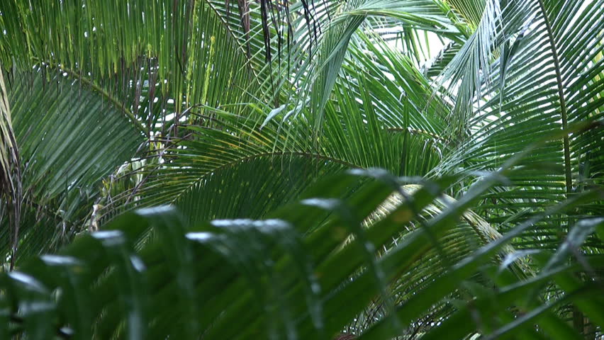 close rain falling on palm fronds Stock Footage Video (100% Royalty ...