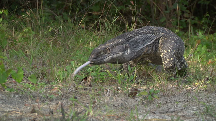 Monitor Lizard Walking Stock Footage Video (100% Royalty-free) 1389289 ...