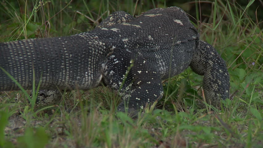 Monitor (lizard) Walking Stock Footage Video (100% Royalty-free ...