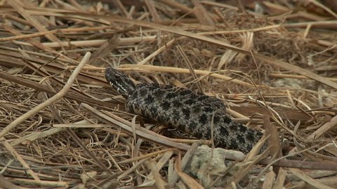 Pygmy Rattlesnake Stock Footage Video (100% Royalty-free) 1390849 ...