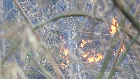 Fire Bamboo Forest Thailand Filmed 4k Stock Footage Video (100% Royalty ...