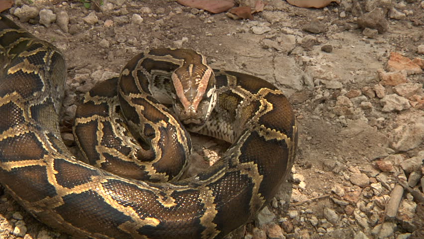 python eats rat swamp Stock Footage Video (100% Royalty-free) 1392880 ...