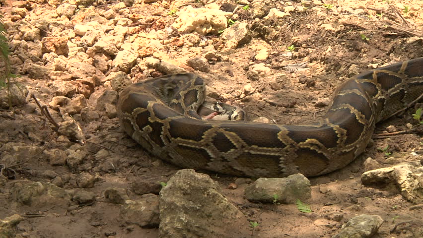 PYTHON-EATS-RAT Footage, Videos and Clips in HD and 4K - Avopix.com