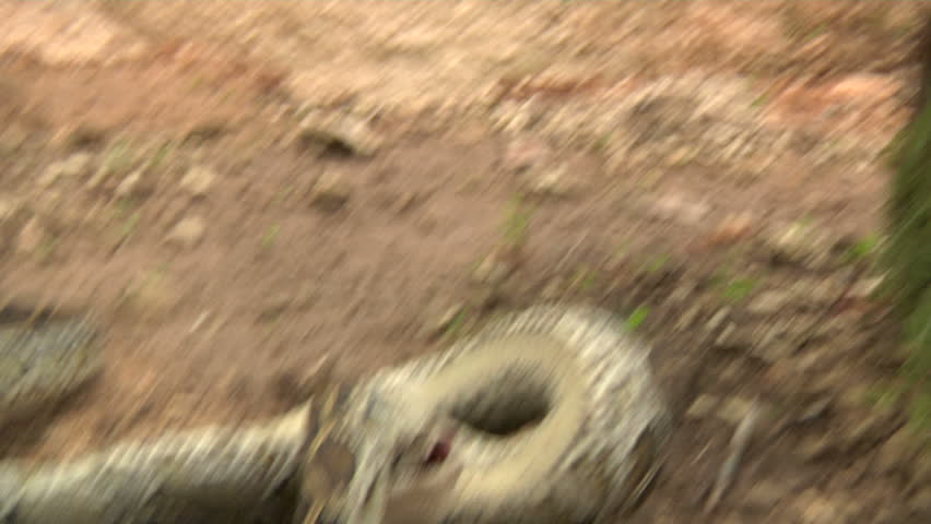 Python Eats Rat Swamp Stock Footage Video (100% Royalty-free) 1392904 ...