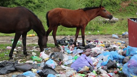 Horses Eats Food Waste On Dump Stock Footage Video 100 Royalty Free