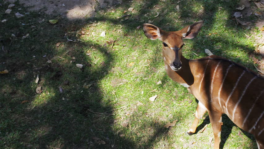 nyala "tragelaphus angasii" deer antelope looking Stock Footage Video ...