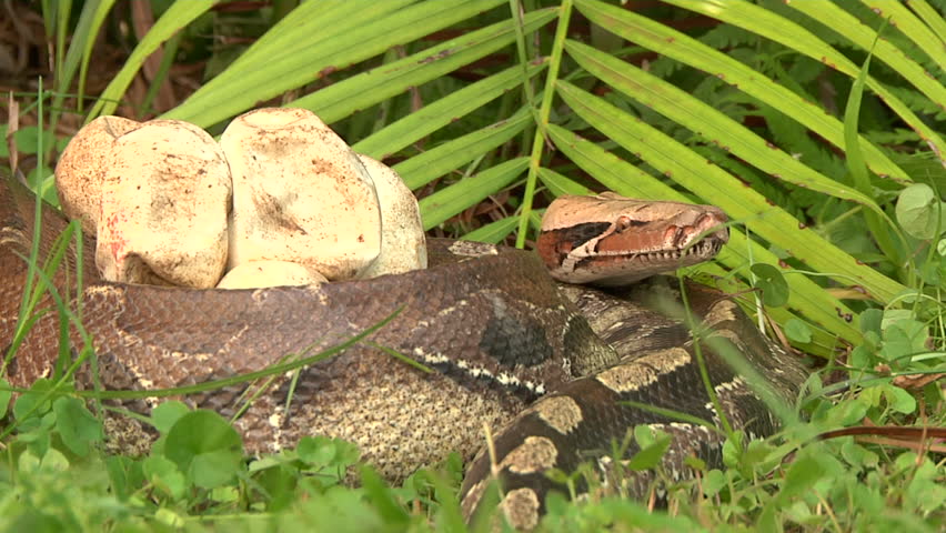 python eggs Stock Footage Video (100% Royalty-free) 1395019 | Shutterstock